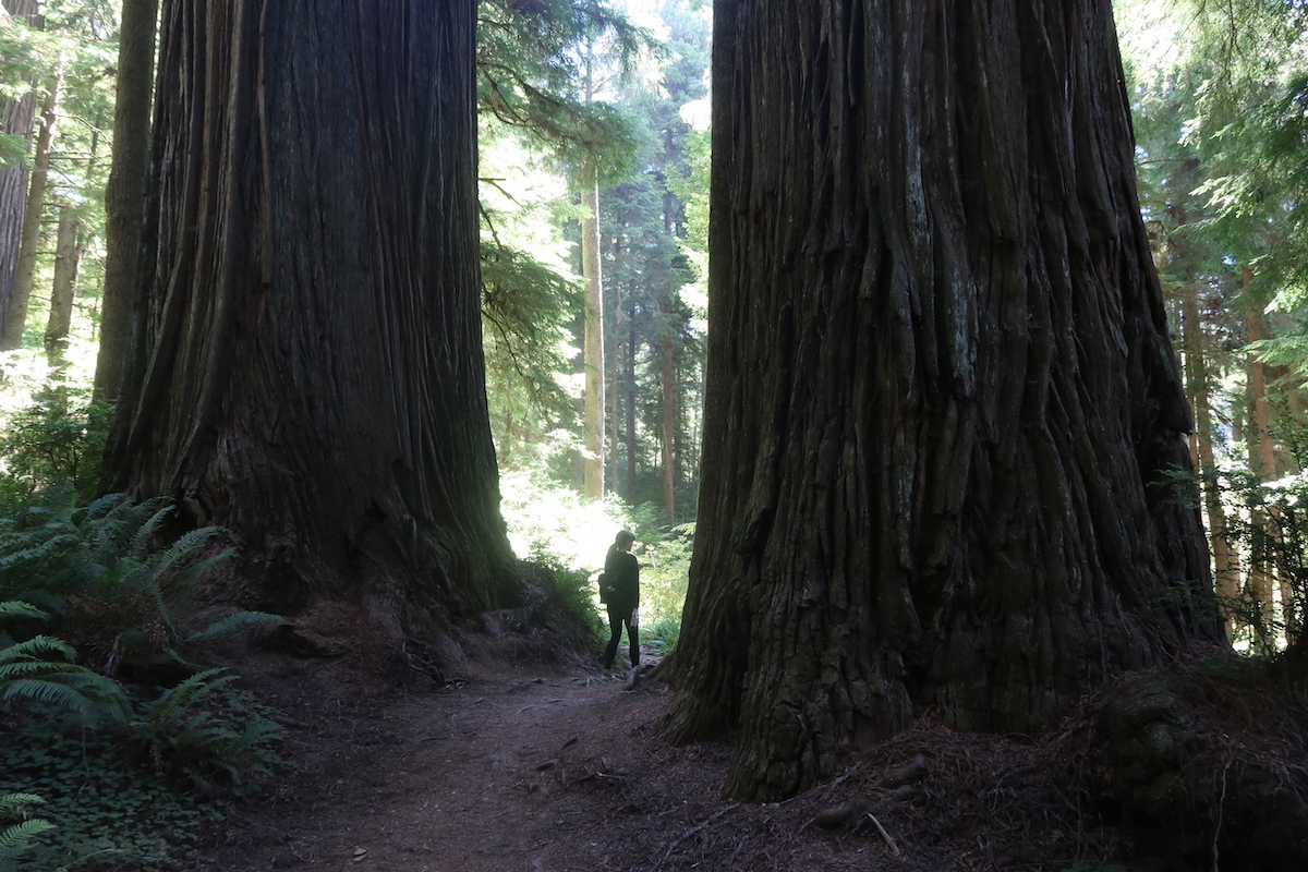 The Amazing Redwoods of California – Perfect Little Planet