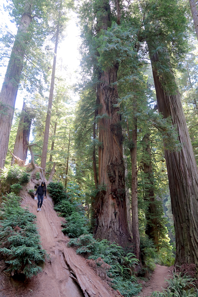The Amazing Redwoods of California – Perfect Little Planet