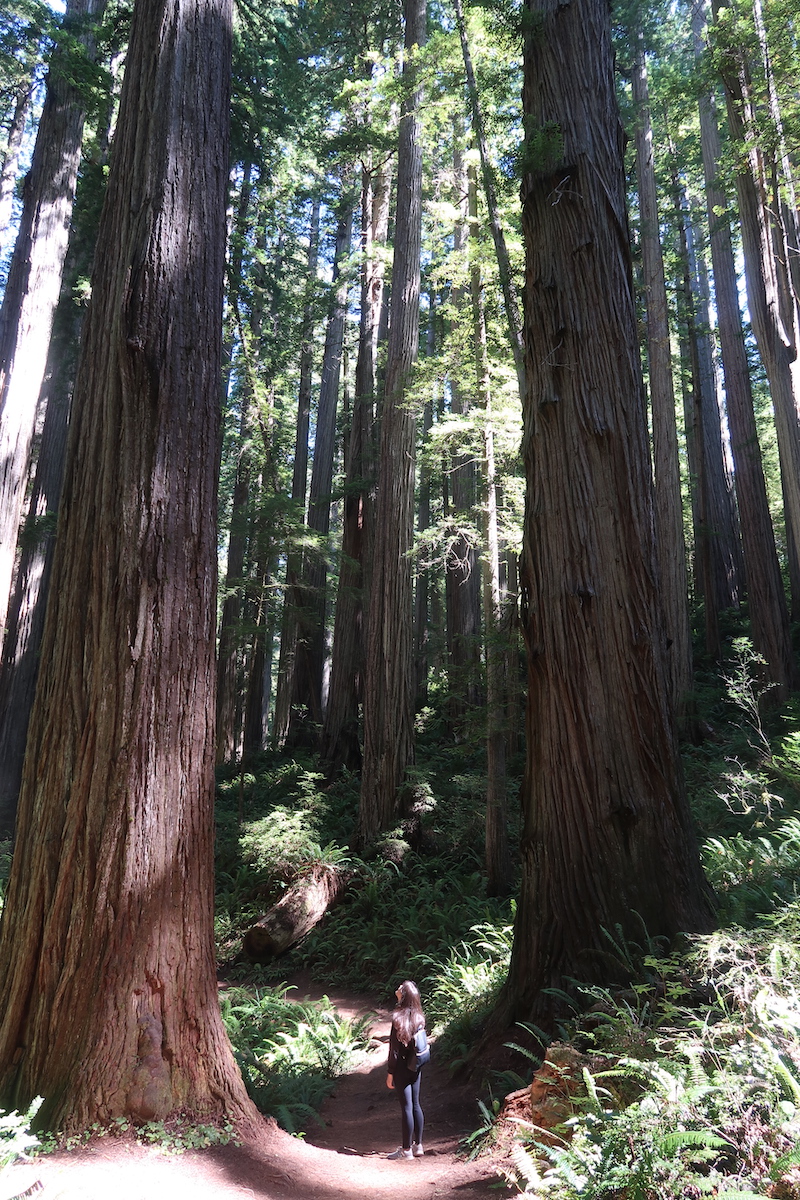 The Amazing Redwoods of California – Perfect Little Planet